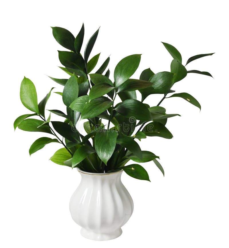 Bouquet of Ruscus with Green Leaves in a White Vase Isolated Stock ...