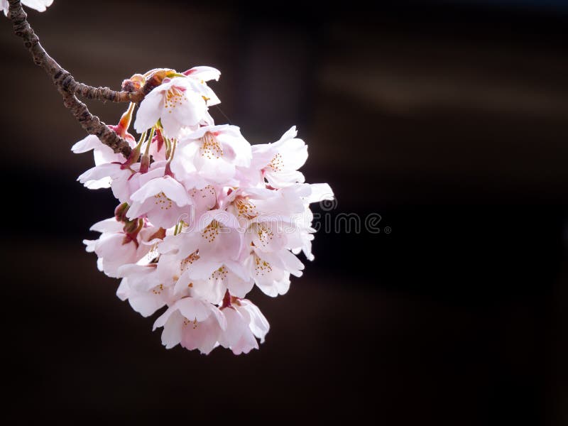 Bouquet of Sakura Flowers Blooming Stock Photo - Image of beautiful ...