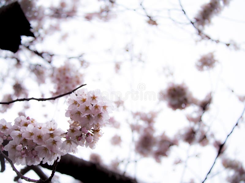 Bouquet of Sakura Flowers Blooming Stock Photo - Image of beautiful ...