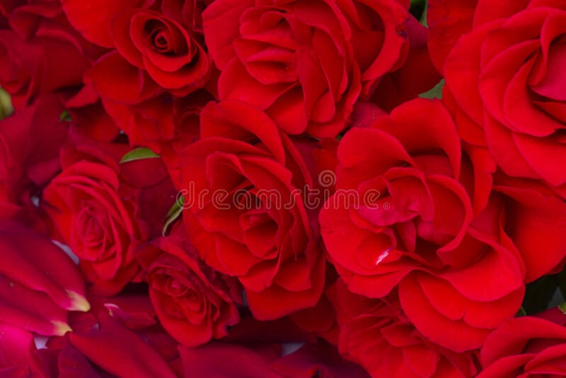 Bouquet of scarlet roses stock photo. Image of color - 33600382