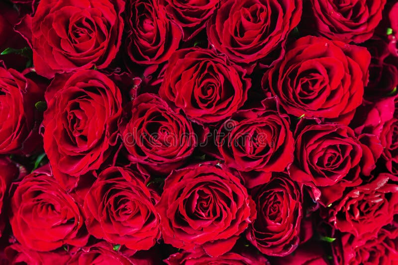 A Bouquet of Scarlet Roses. Stock Photo - Image of holiday, color ...