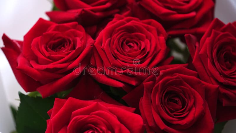 Bouquet of Seven Red Roses. Stock Video - Video of flowers, spin: 352173545