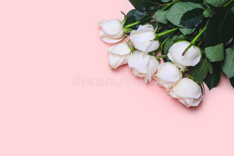 Bouquet of Seven Roses on a Pink Background, Copy Space Stock Photo ...