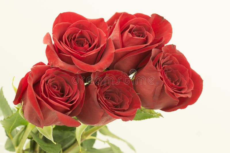 Red Roses on One Row from the Top Stock Image - Image of five, bouquet ...