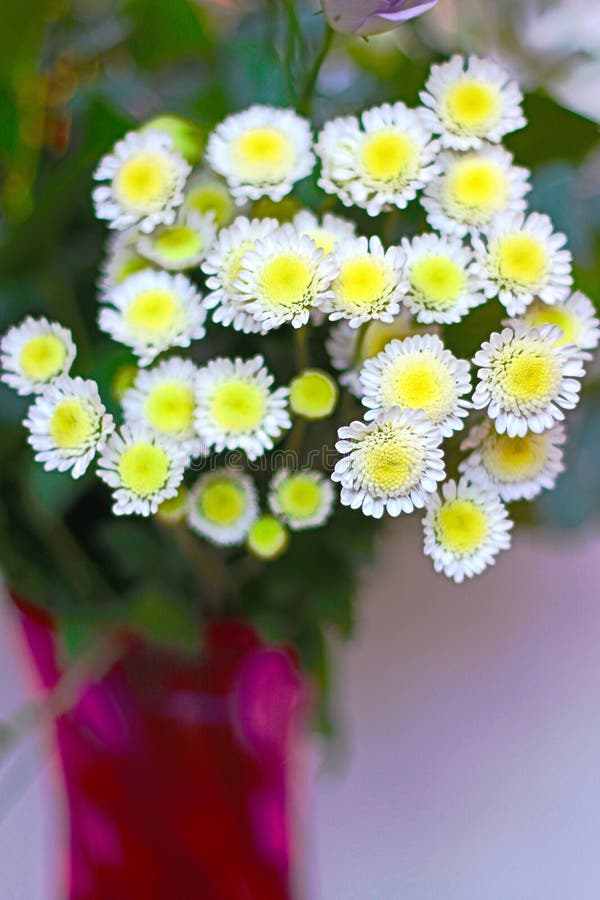 Small daisies in a vase stock image. Image of closeup - 219942229