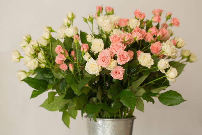 Bouquet of Pink and Cream Roses in a Vase Stock Photo - Image of ...