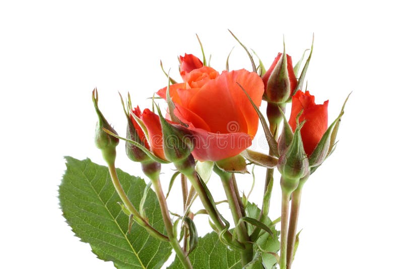 Bouquet of Small Orange Roses Isolated on White Background. Closeup ...