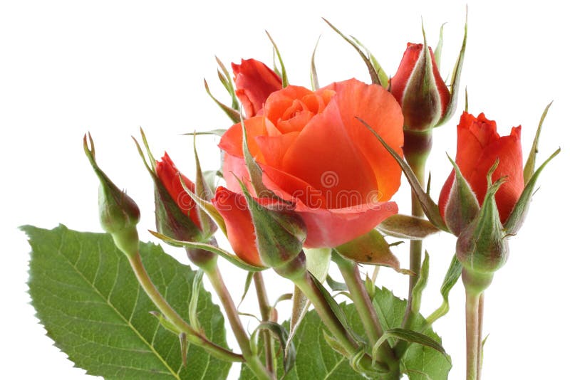 Bouquet of Small Orange Roses Isolated on White Background. Closeup ...