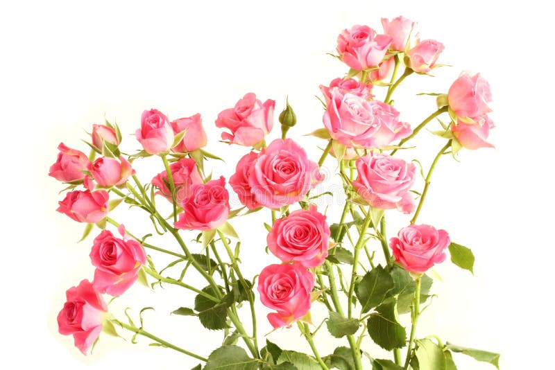 Bouquet of Small Pink Roses Isolated on White Background. Stock Image ...