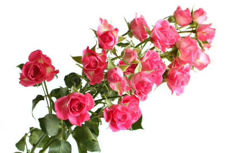 Bouquet of Small Pink Roses Isolated on White Background. Stock Image ...