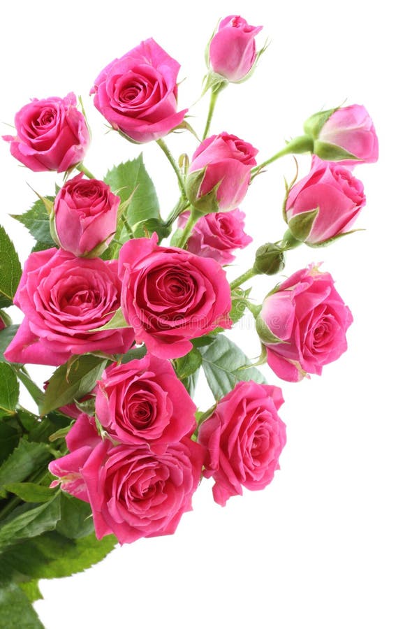 Bouquet of Small Pink Roses Isolated on White Background. Closeup Stock ...