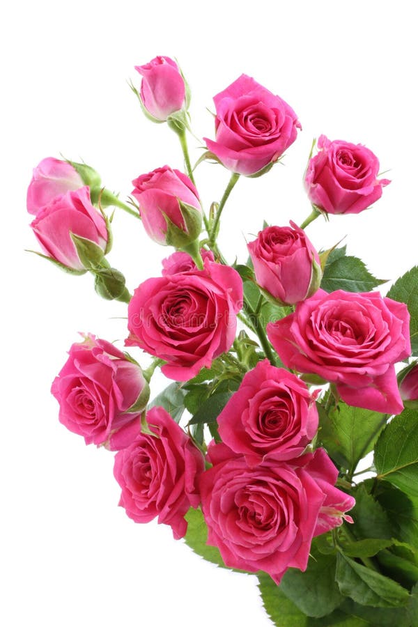 Bouquet of Small Pink Roses Isolated on White Background. Closeup Stock ...