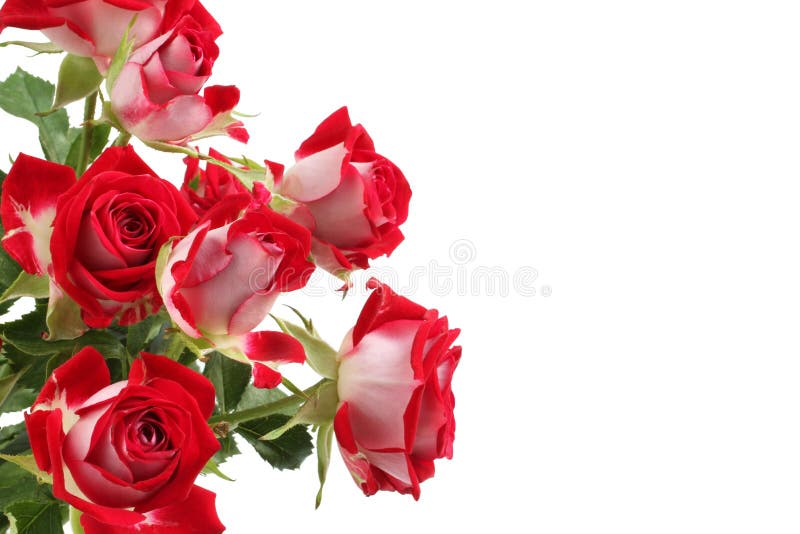 Bouquet of Small Red Roses Isolated on White Background Stock Image ...