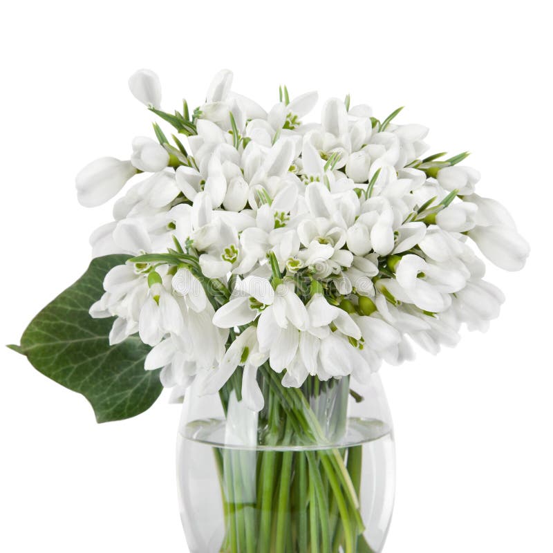 Bouquet of Snowdrop Flowers in Basket Isolated on White Backgro Stock ... Bouquet of Snowdrop Flowers in Basket Isolated on White Backgro Stock ...