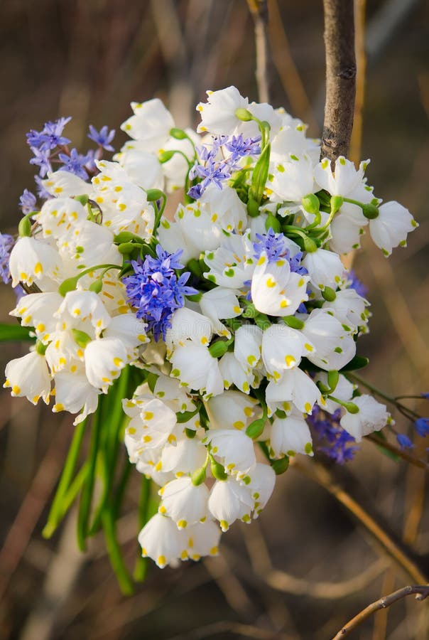 Bouquet Of Snowdrop Flowers Stock Image - Image: 40244939 Bouquet Of Snowdrop Flowers Stock Image - Image: 40244939