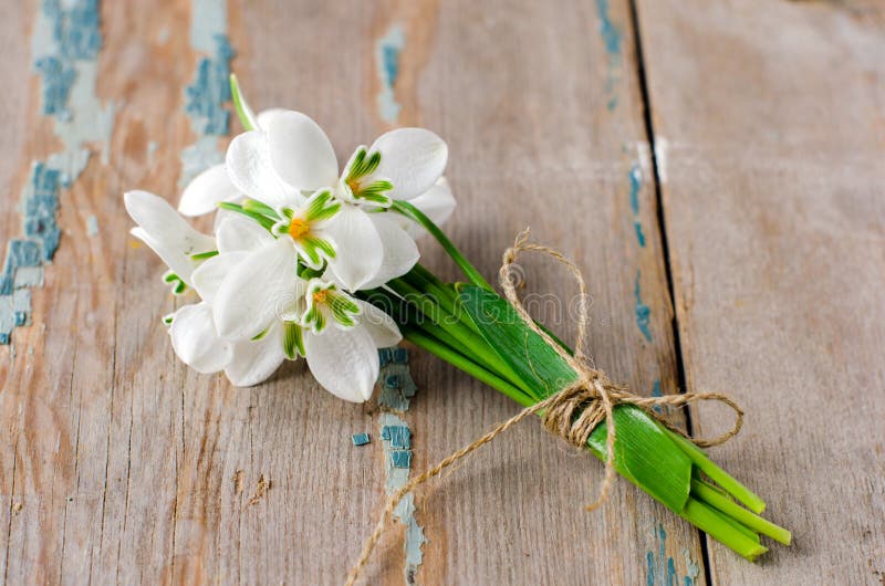 Bouquet of snowdrops stock image. Image of sample, rare - 29595657
