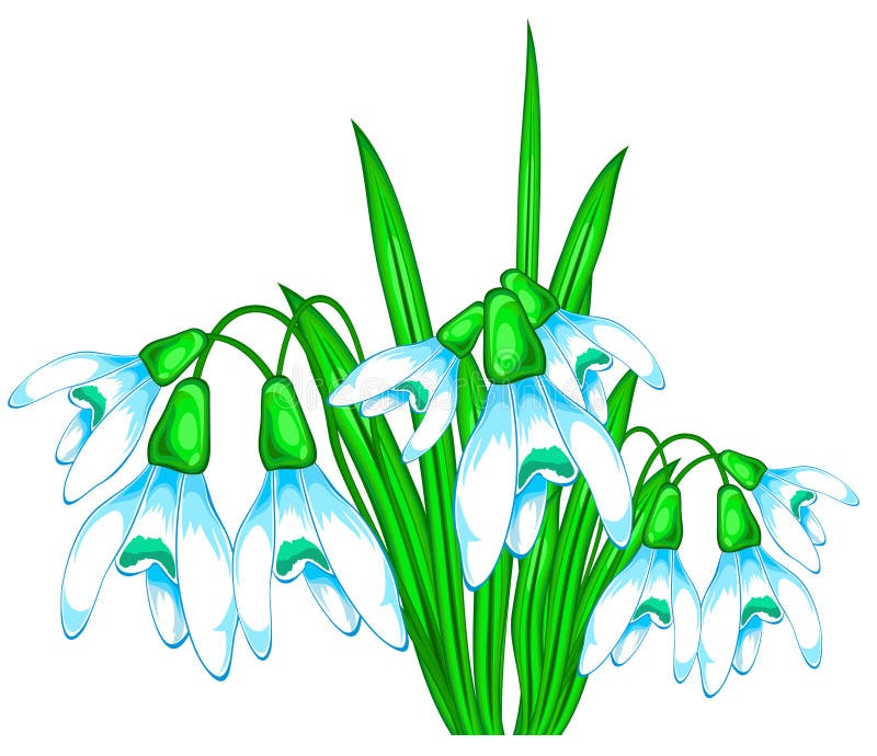 Bouquet of Snowdrops - Outline Drawing Stock Vector - Illustration of ...