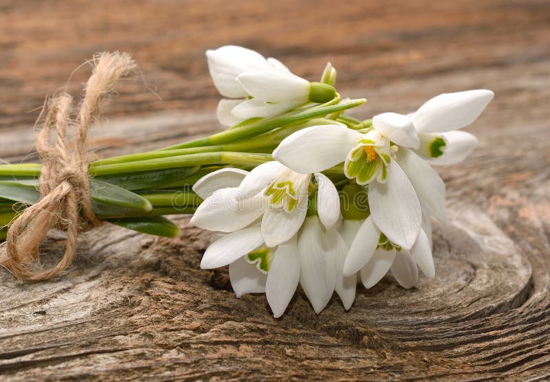 Bouquet of snowdrops stock photo. Image of background - 37976928