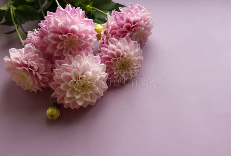 Bouquet of Soft Pink Dahlias on a Pastel Background, Side View, Space ...