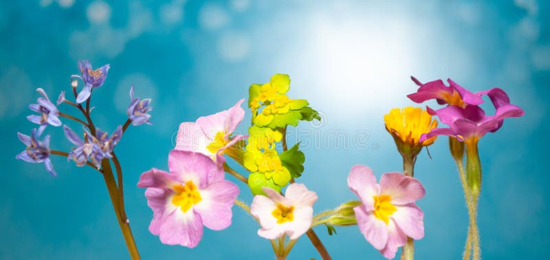 Bouquet of Spring Flowers of Different Colors Stock Photo - Image of ...