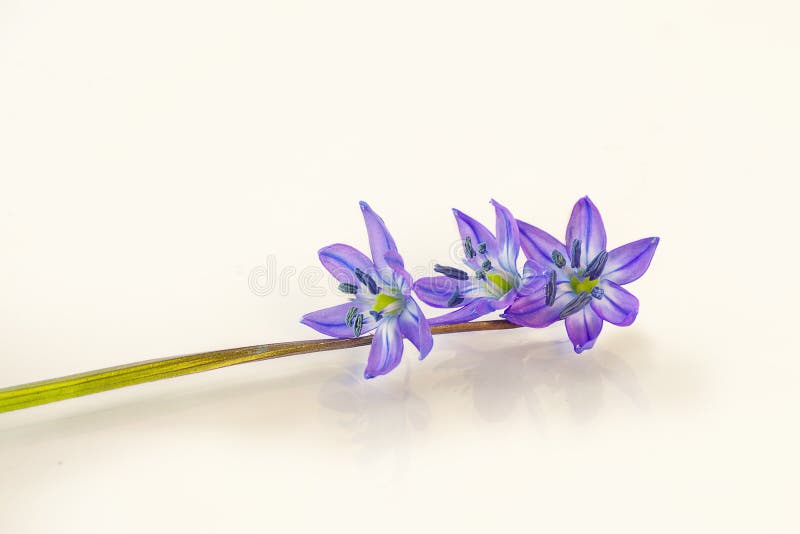 Bouquet of Spring Flowers on a White Background . Stock Photo - Image ...