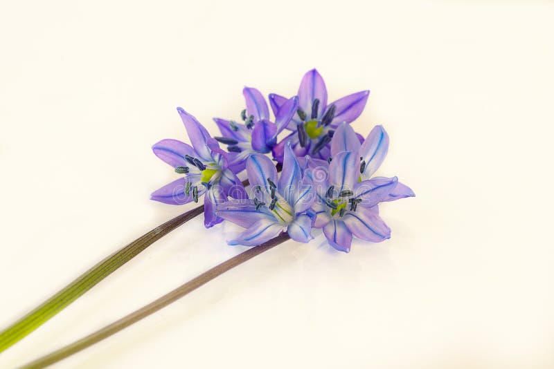 Bouquet of Spring Flowers on a White Background Stock Photo - Image of ...