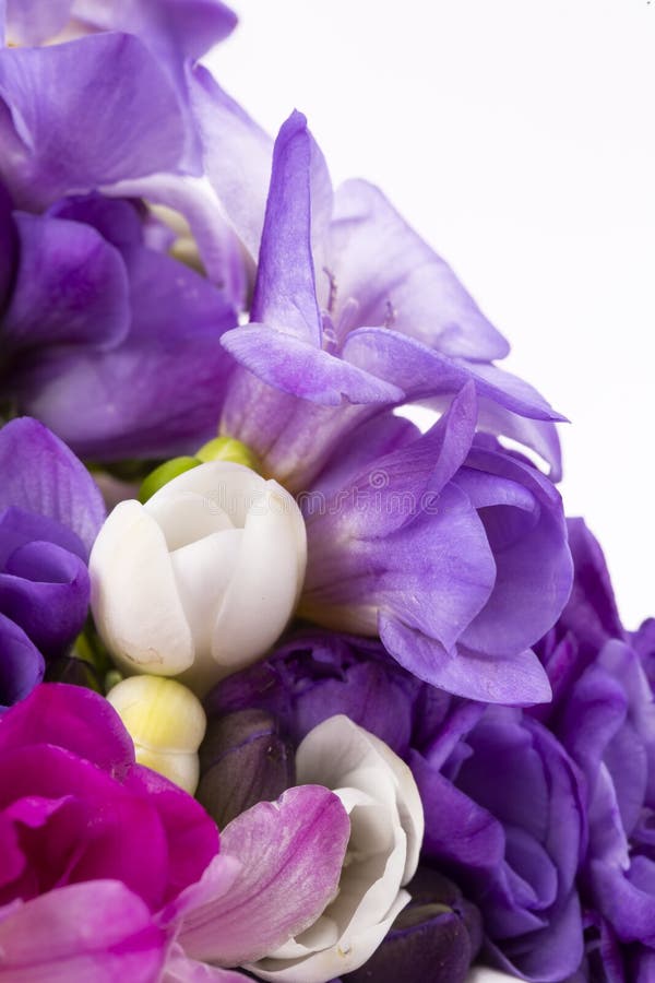 Bouquet of Spring Fresh Freesia Flowers Herbal Stock Image - Image of ...
