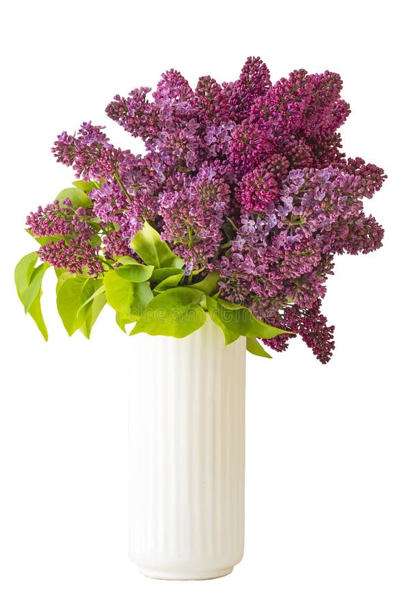 A Bouquet of Spring Lilac Flowers in a White Vase . Isolate Stock Image ...