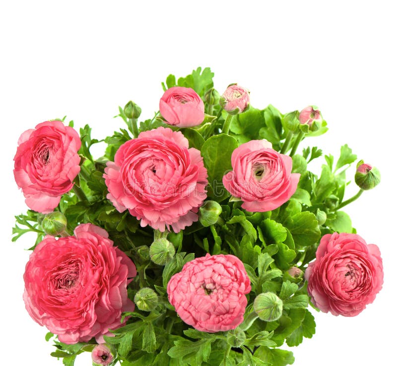 35,377 Ranunculus Stock Photos - Free & Royalty-Free Stock Photos from ...