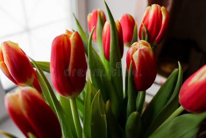 Spring red-yellow tulips stock photo. Image of yellow - 140031338