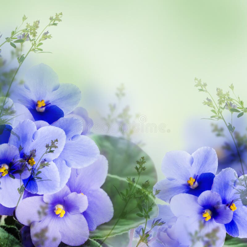 Bouquet of violets stock photo. Image of spring, flowers - 21762066