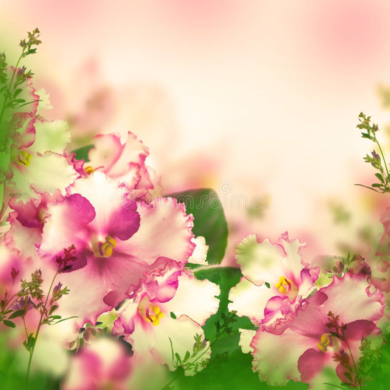 Bouquet of spring violets stock illustration. Illustration of plant ...