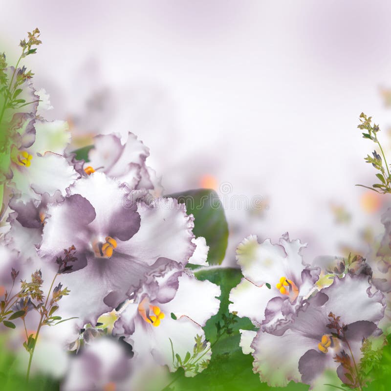 Bouquet of violets stock photo. Image of spring, flowers - 21762066