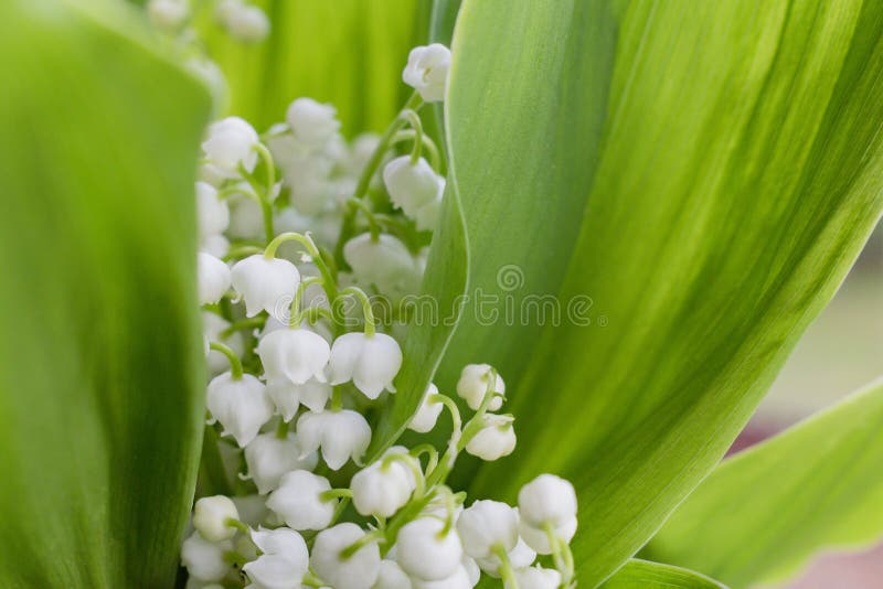 Bouquet of Spring White Lily of the Valley Flowers Stock Photo - Image ...