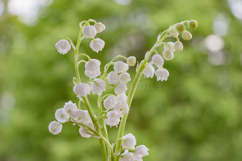 Bouquet of Spring White Lily of the Valley Flowers Stock Photo - Image ...