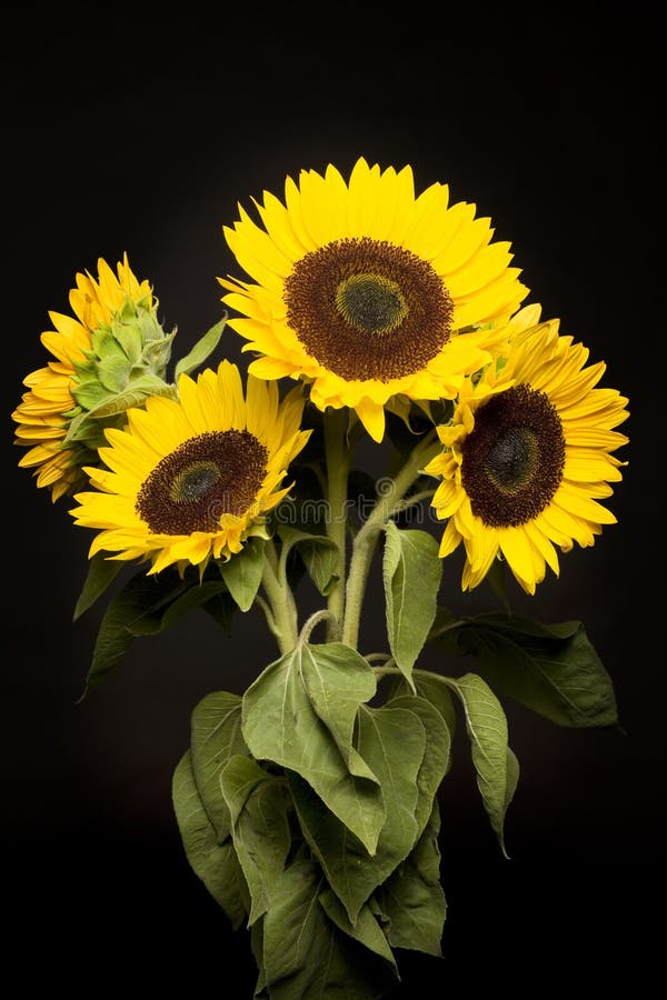 Violet Watter Lilly stock photo. Image of pads, purple - 312882