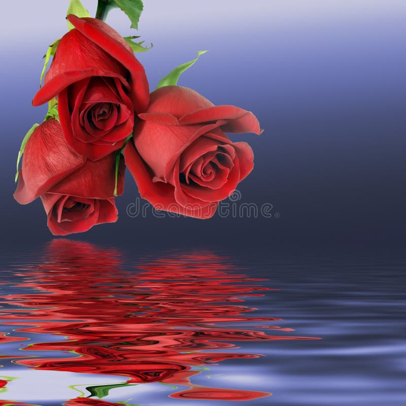 Bouquet from Three Red Roses Stock Photo - Image of elegance ...