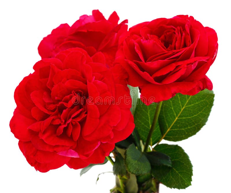 Bouquet of three red roses stock image. Image of celebrations - 214844339