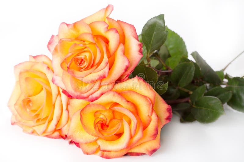 Three Roses Shining with Sun Stock Photo - Image of pink, lilac: 214218078