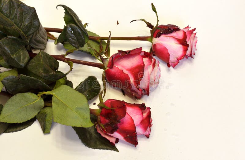 Bouquet of three roses stock photo. Image of flower, gift - 45523384