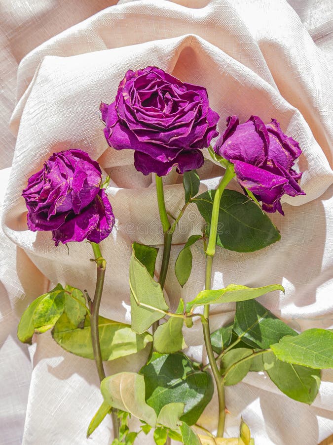Wilted roses bouquet stock image. Image of wilted, flowers - 23472515