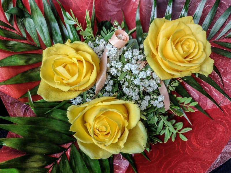 Bouquet of Three Yellow Roses Stock Image - Image of nature, roses ...