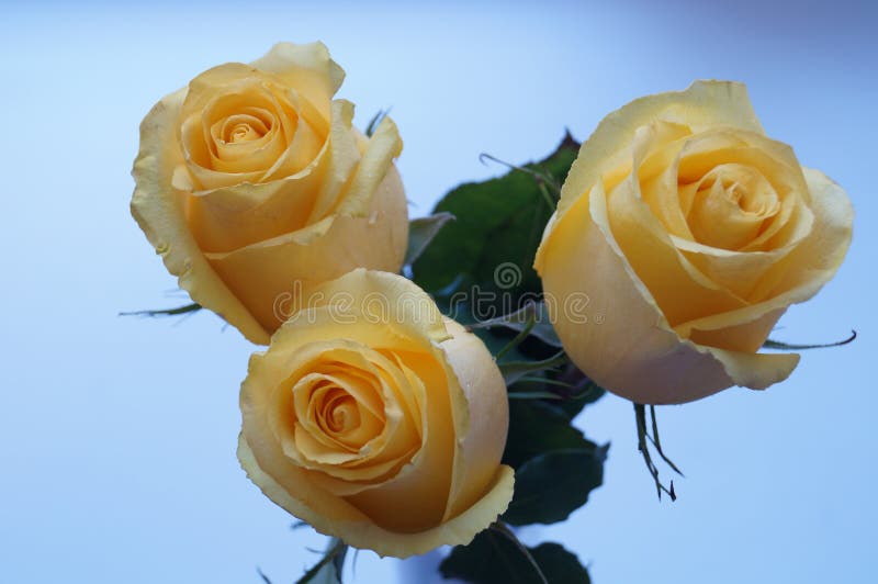 Three yellow roses stock image. Image of three, rose - 216941663