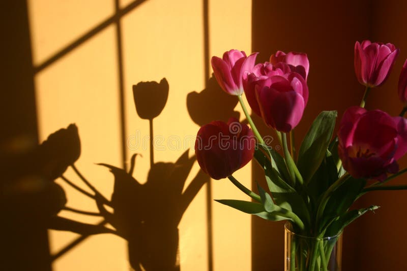 Bouquet of Tulip Flowers with Shadow Stock Image - Image of light ...