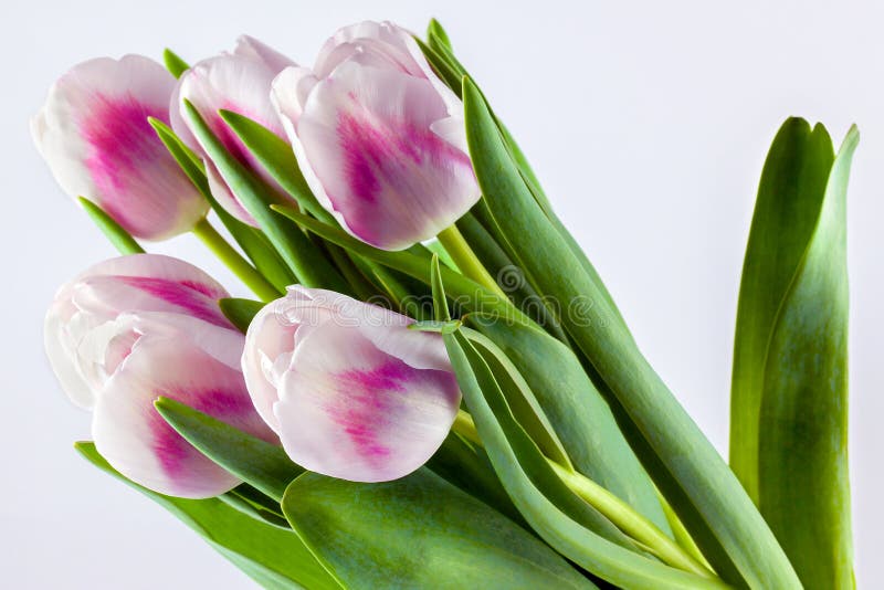 Bunch of six pink tulips. stock image. Image of fresh - 65631985