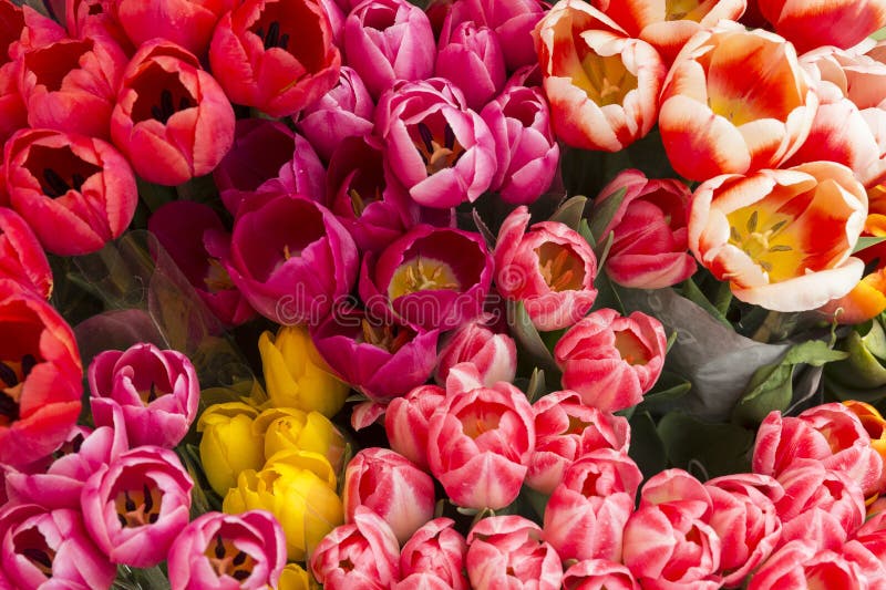 Head of Tulips with Saturated Colours Stock Photo - Image of peony ...