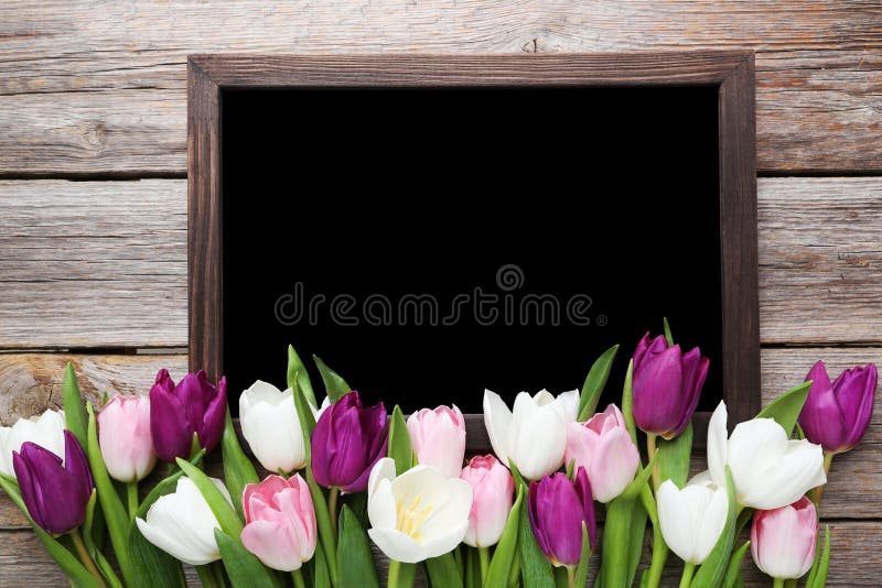 Tulips with frame stock photo. Image of florist, nature - 106159264