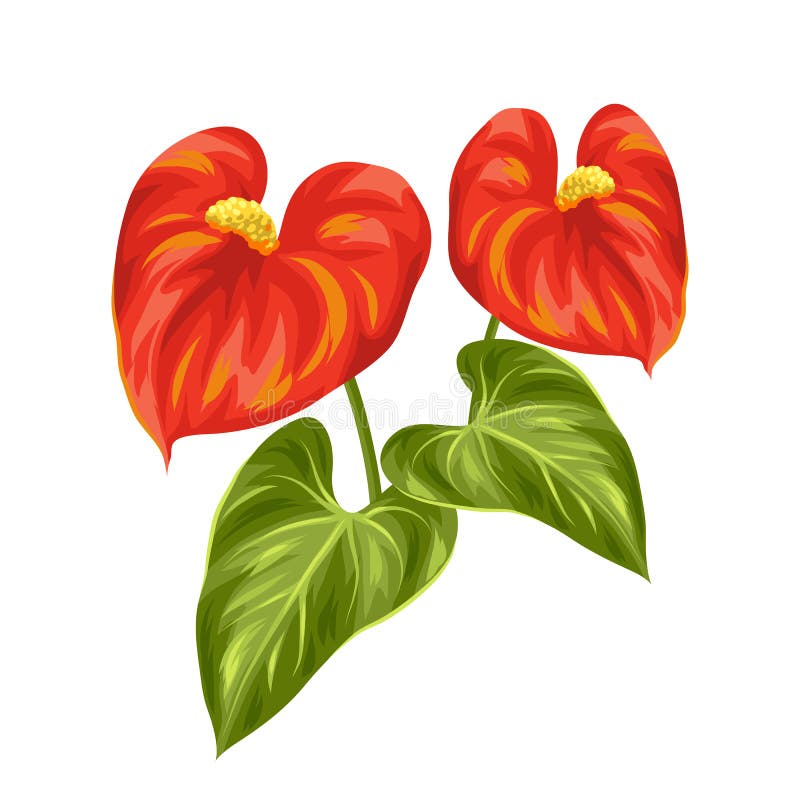 Anthurium Stock Illustrations – 2,512 Anthurium Stock Illustrations ...