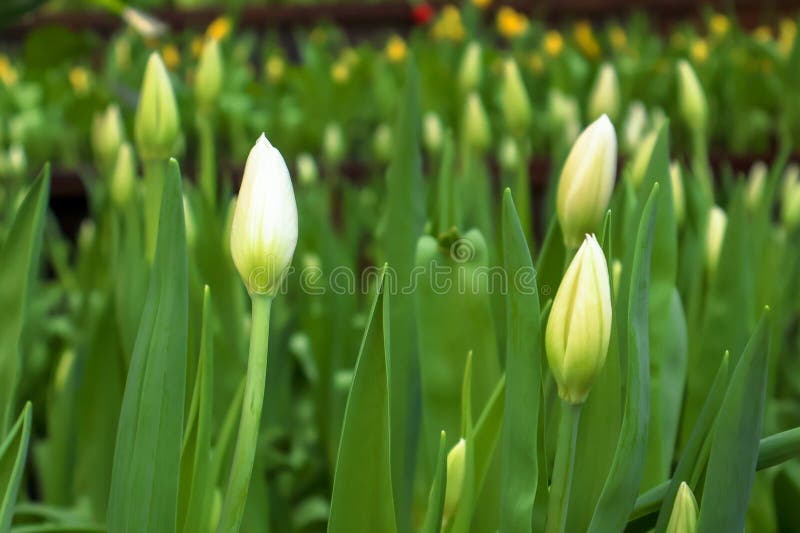 Bouquet of Unbloomed White Tulips in the Garden Stock Image - Image of ...