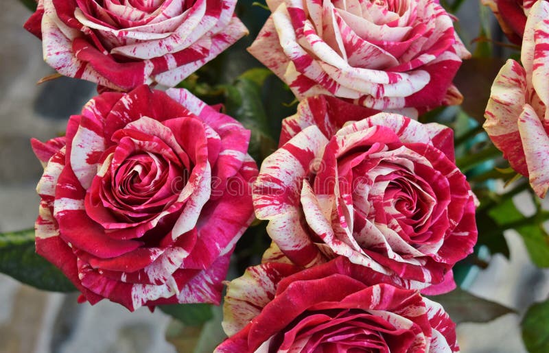 Bouquet of Variegated Red and White Roses Stock Image - Image of ...